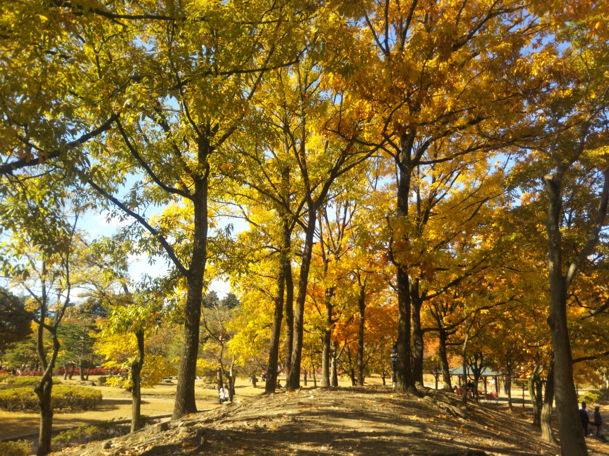 4 Places to Check Out Matsumoto’s Spectacular Fall Colors | Sightseeing